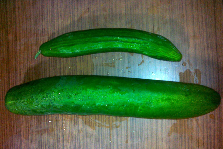 14 Disadvantages of GMOs - Green Coast