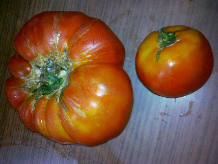 14 Disadvantages of GMOs - Green Coast